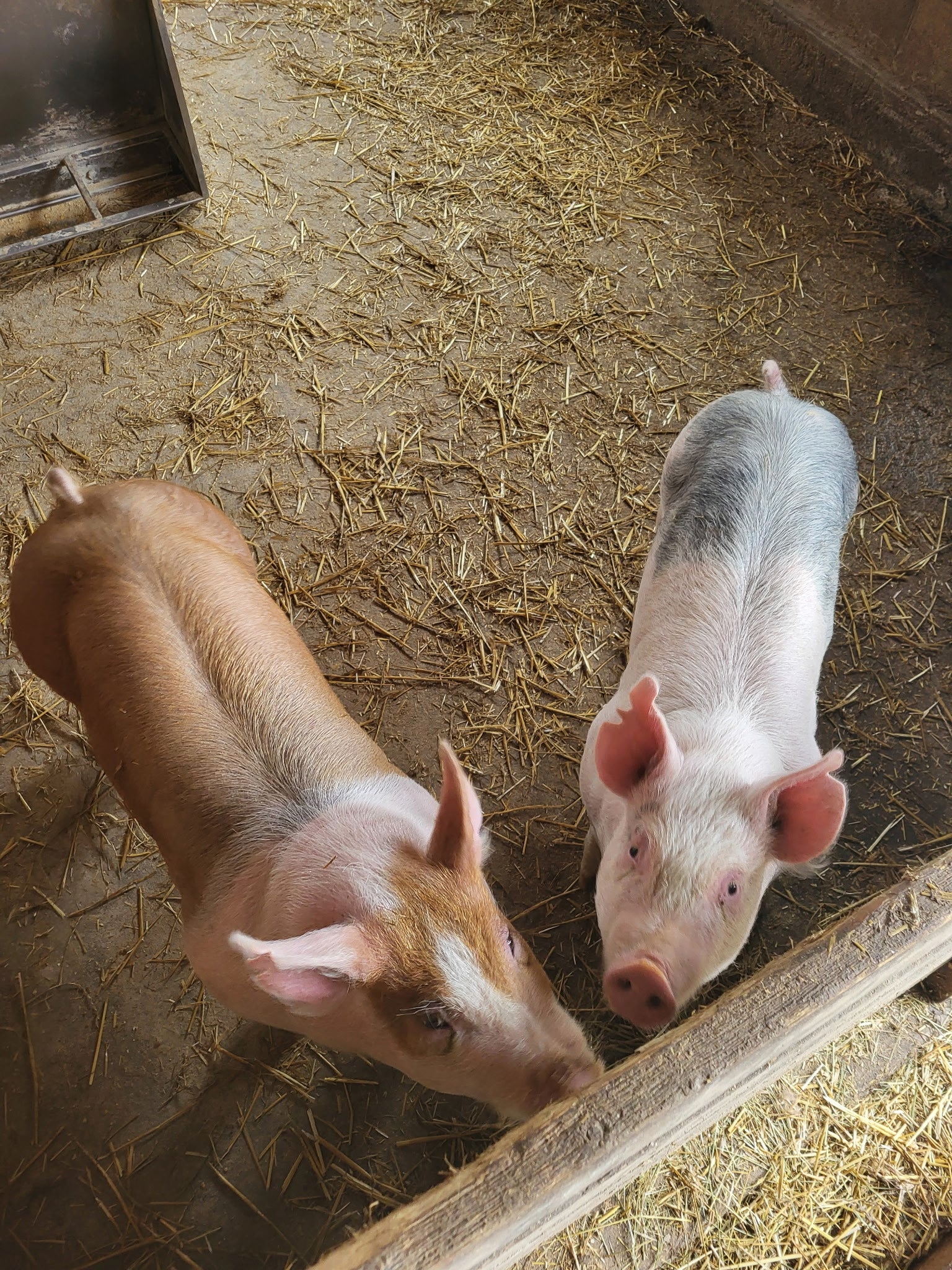 Whole/Half Pigs – Hoof and Hollow Farm LLC